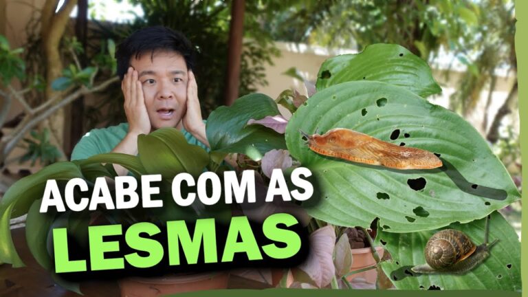 Estrategias Eficazes de Veneno para Caracóis e Lesmas | Actualizado ...